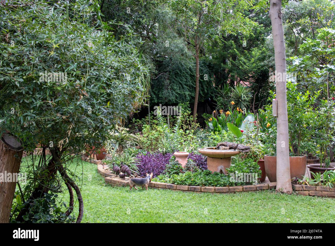 Urban residential garden setting during summer on the Gauteng Highveld ...
