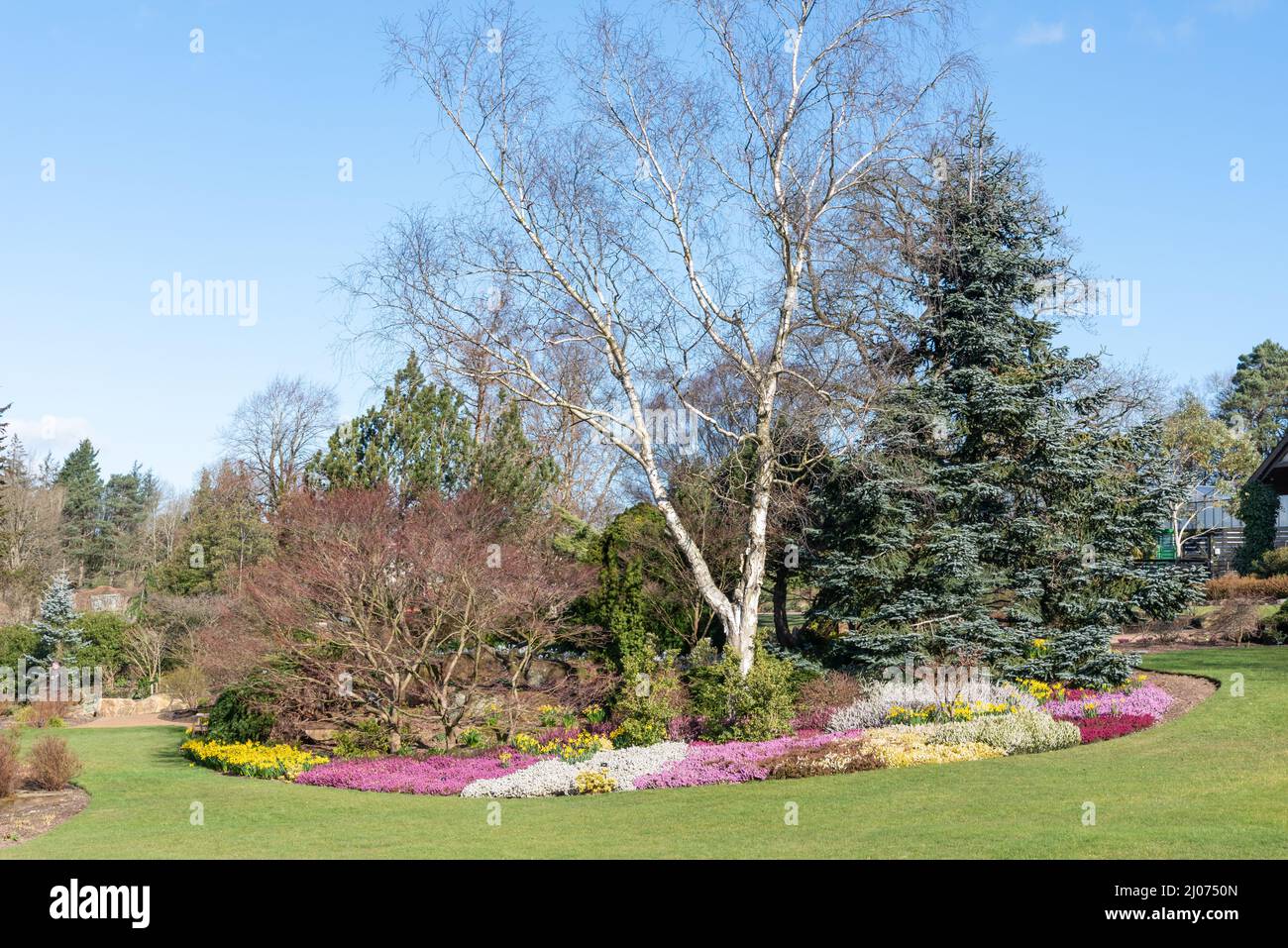 Silver birch tree in bloom hi-res stock photography and images - Alamy