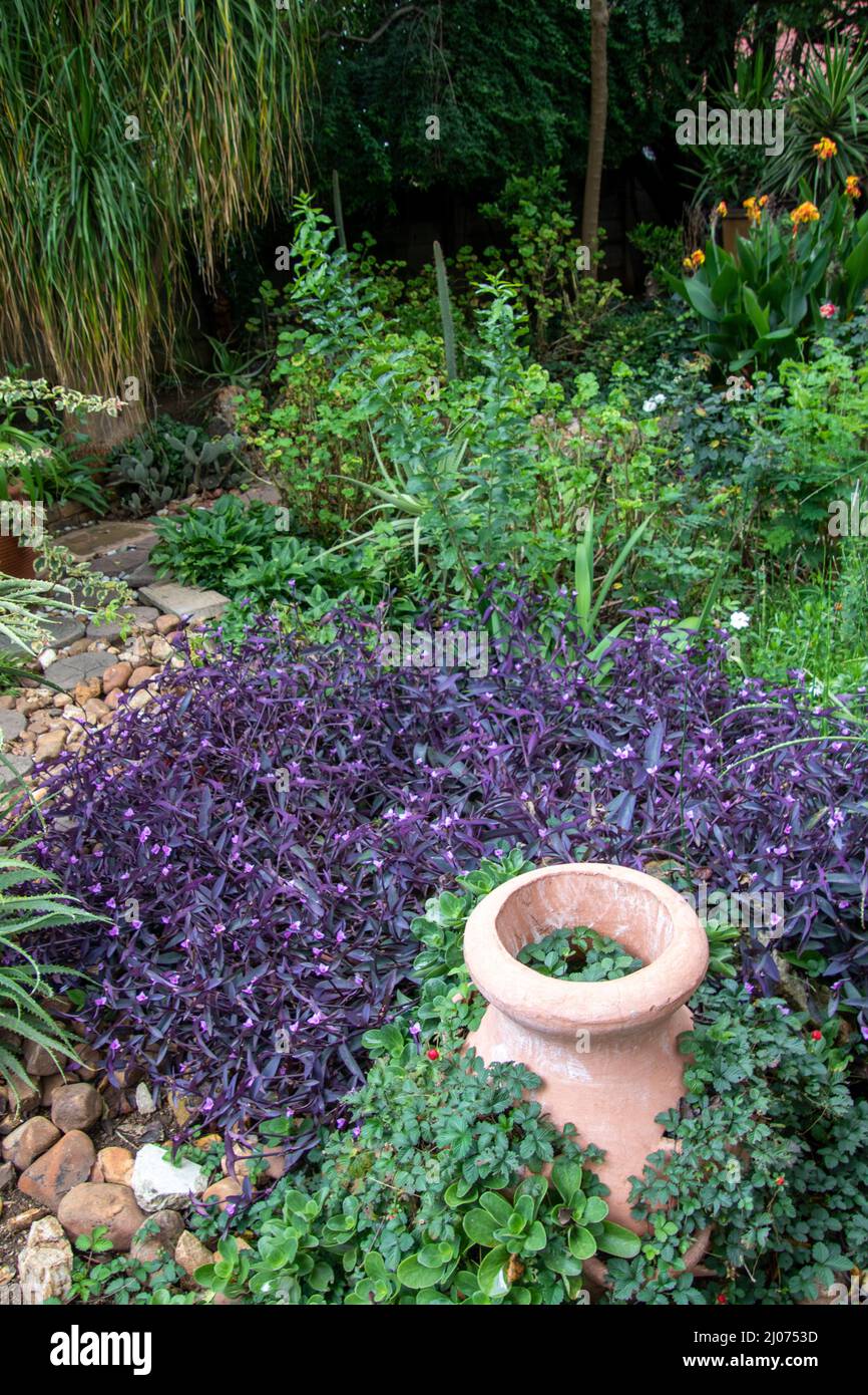 Urban residential garden setting during summer on the Gauteng Highveld ...