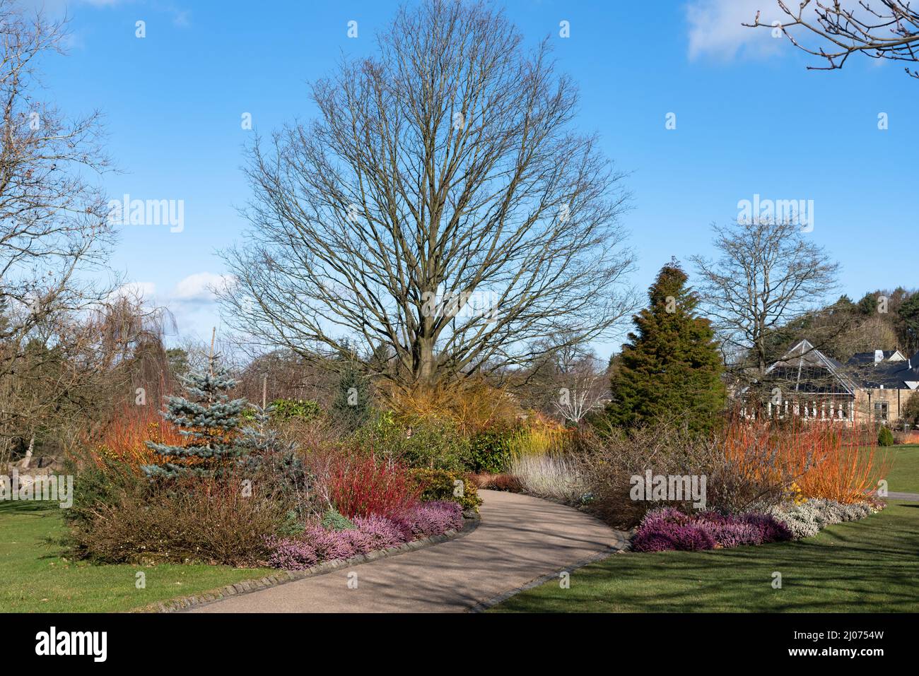 Winter colour in a garden Stock Photo - Alamy