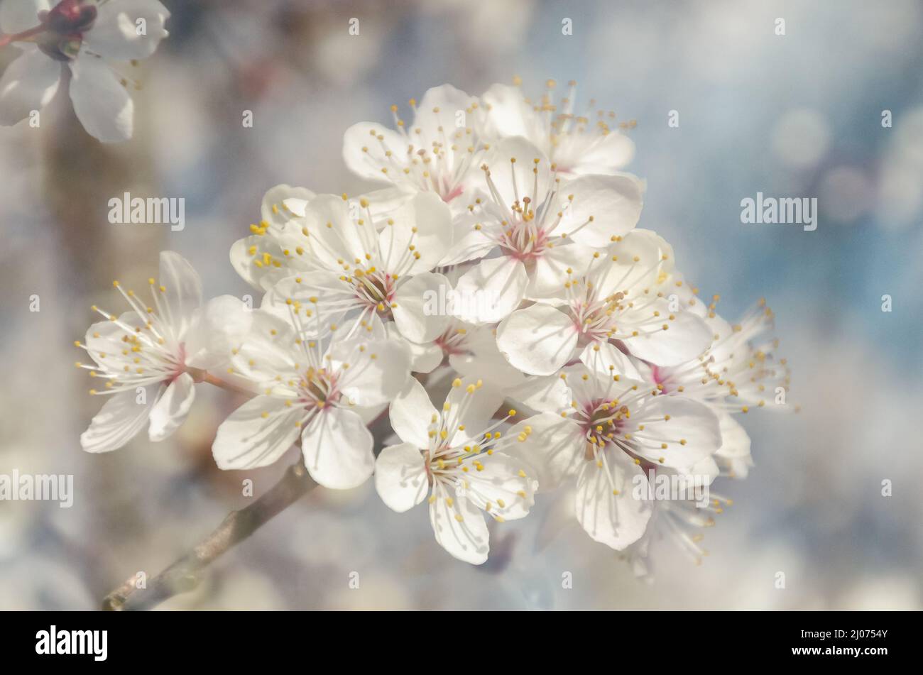 white blossom flowers Stock Photo - Alamy