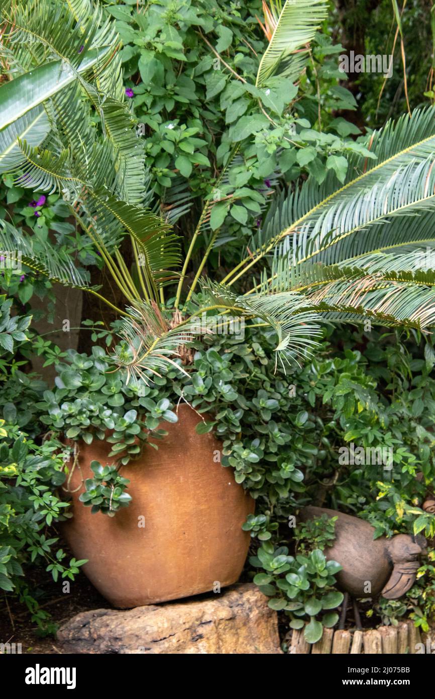 Urban residential garden setting during summer on the Gauteng Highveld ...