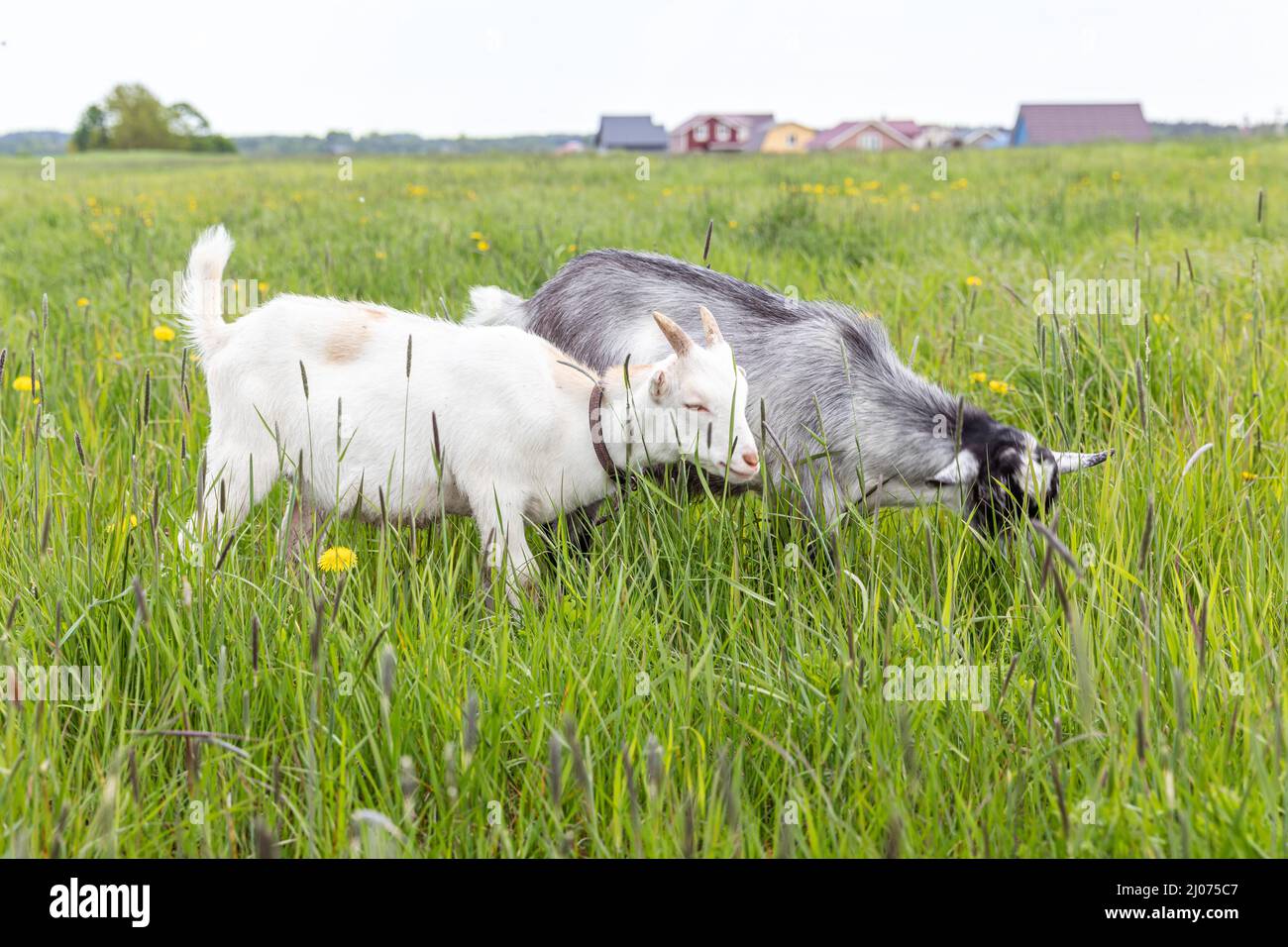 Cute free range goatling on organic natural eco animal farm freely ...