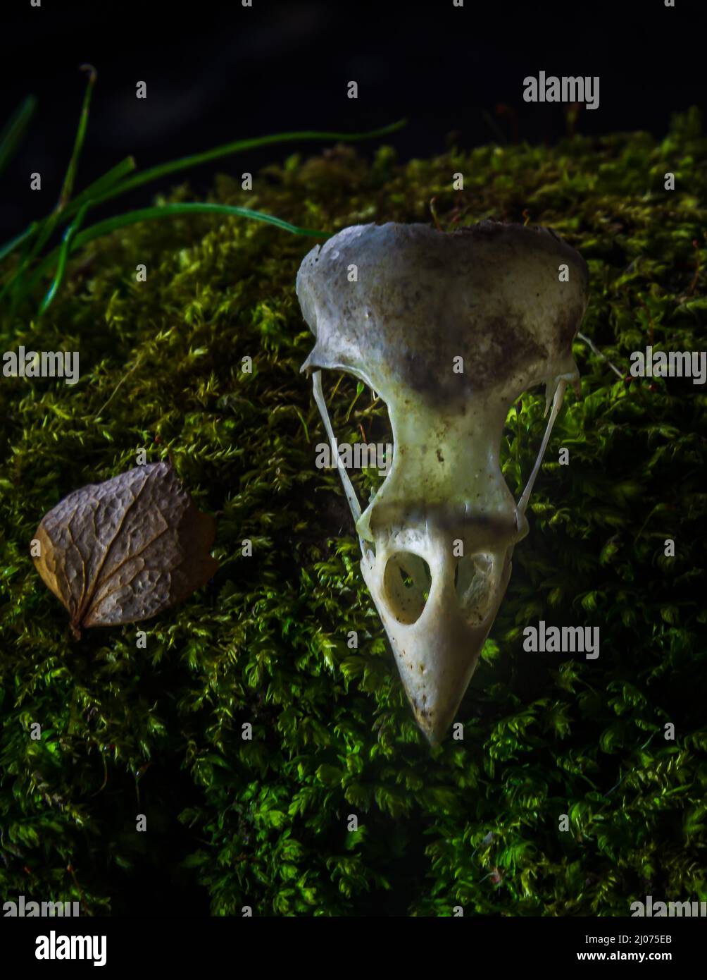 Small bird's skull Stock Photo - Alamy