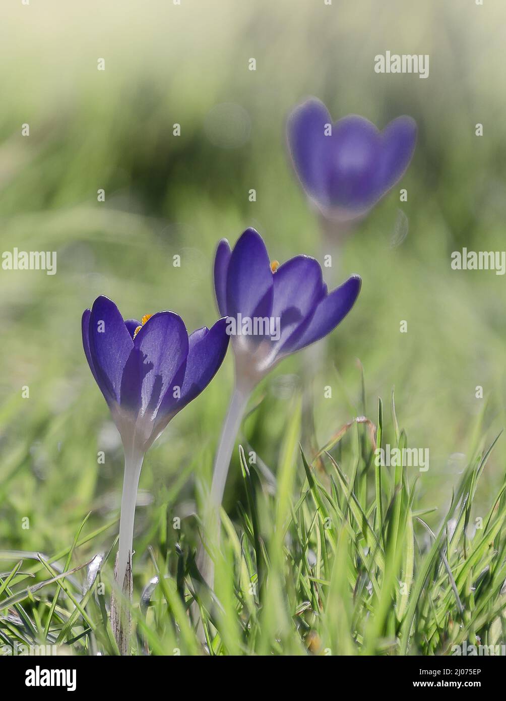 Three crocus flowers hi-res stock photography and images - Alamy