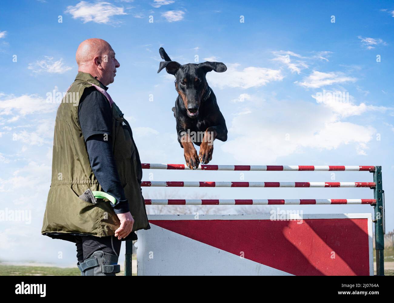 purebred doberman jumping in a training of agility Stock Photo - Alamy