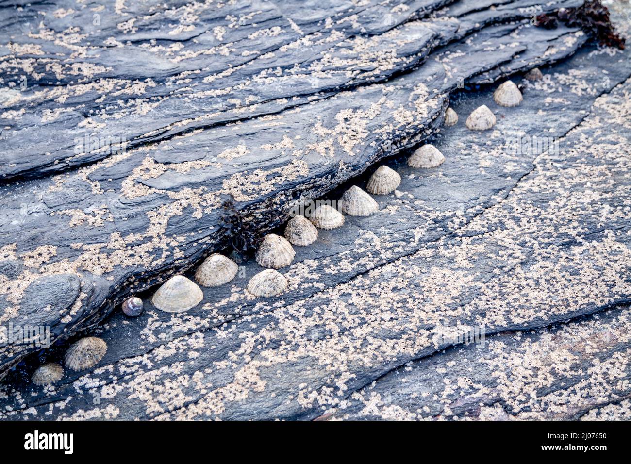 Group of common limpet snail shells clinging to stones at a beach in ...