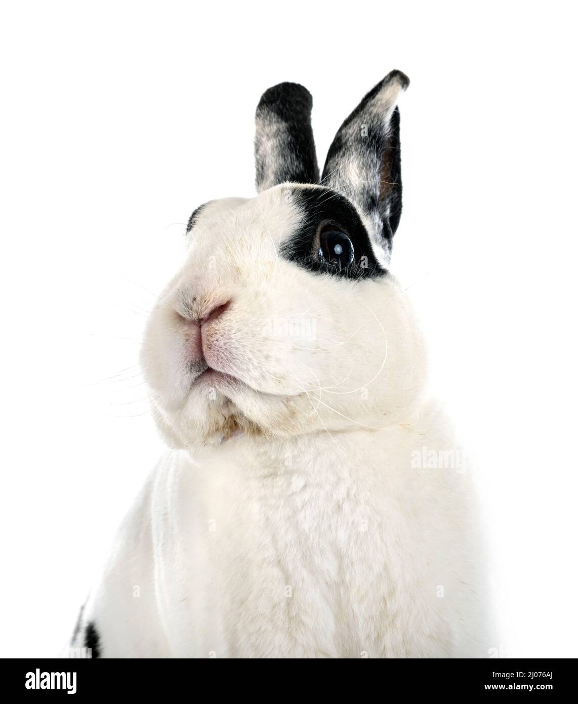 Rex rabbit in front of white background Stock Photo - Alamy