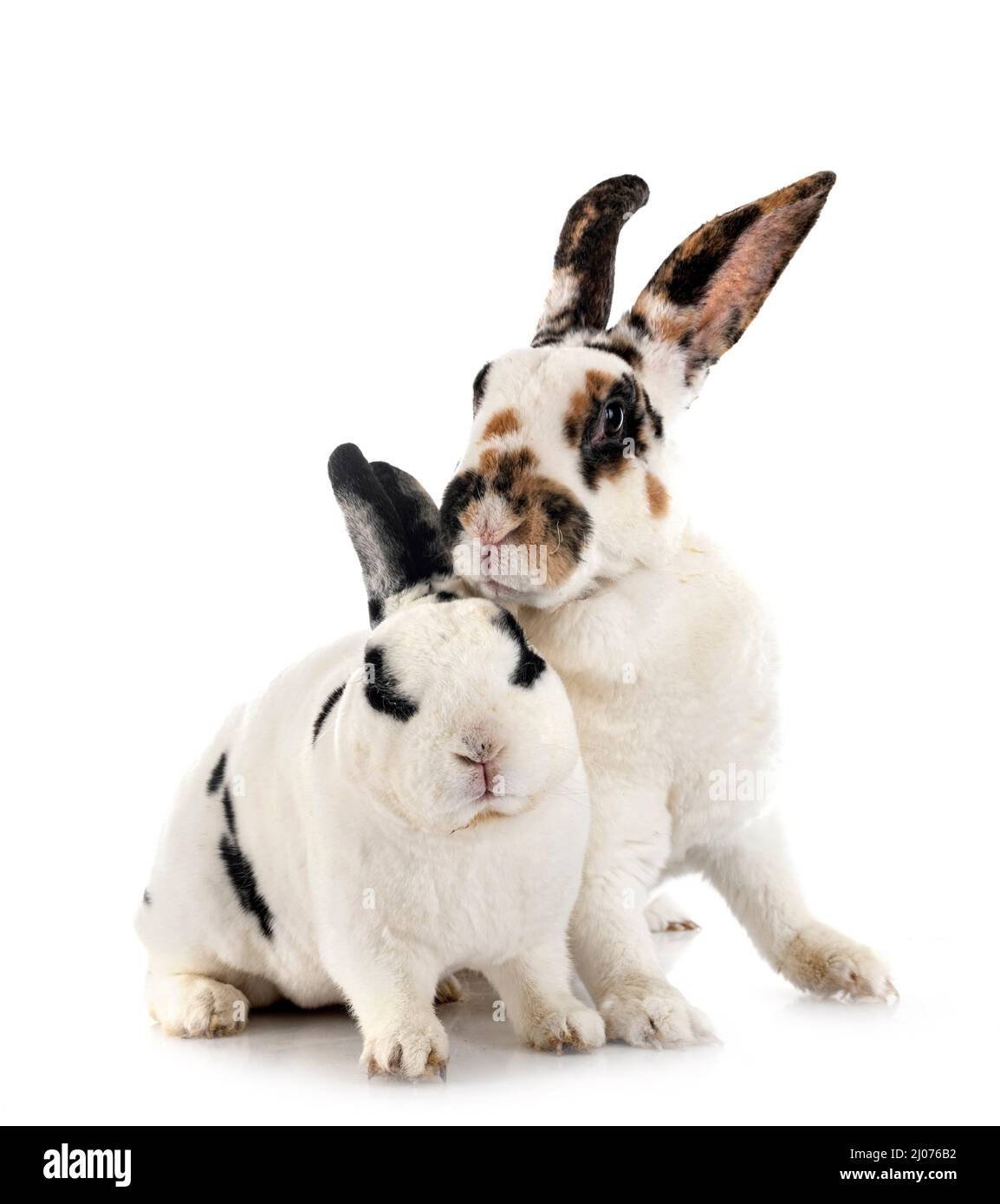 Rex rabbits in front of white background Stock Photo - Alamy