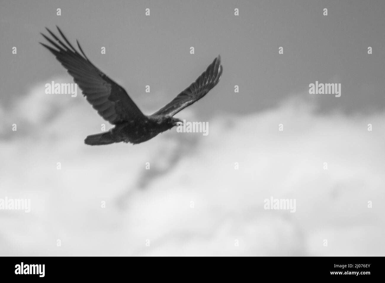 Photo of bird flying in the sky in grayscale Stock Photo - Alamy