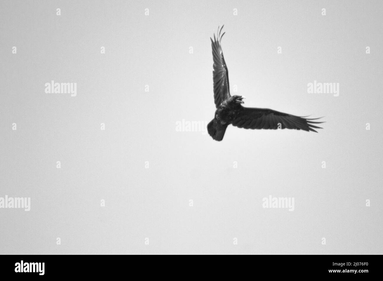 Photo of bird flying in the sky in grayscale Stock Photo - Alamy