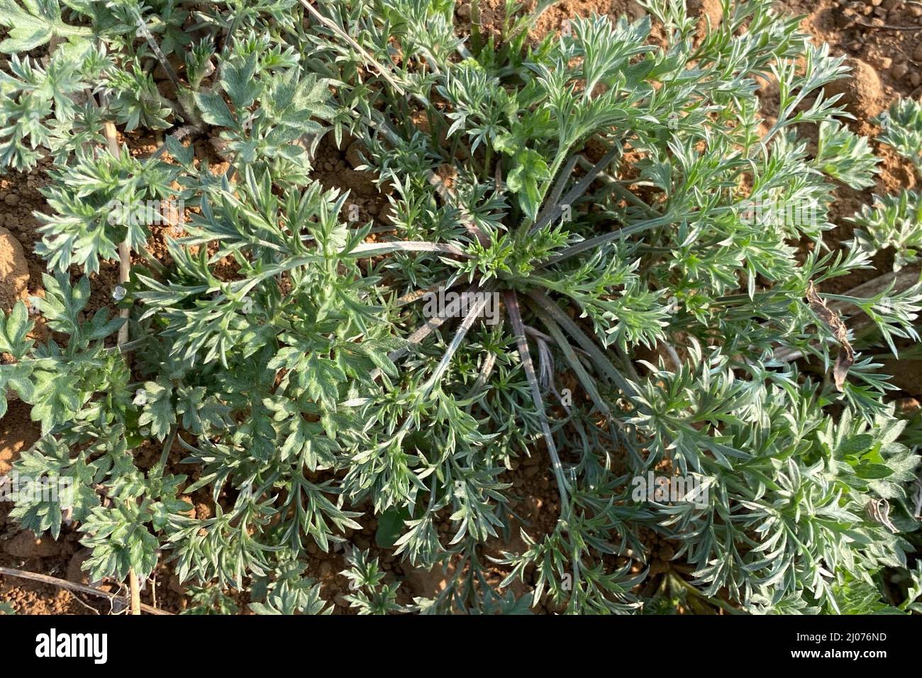 Details closeup of fresh green leaves of Artemisia argyi grass Stock ...