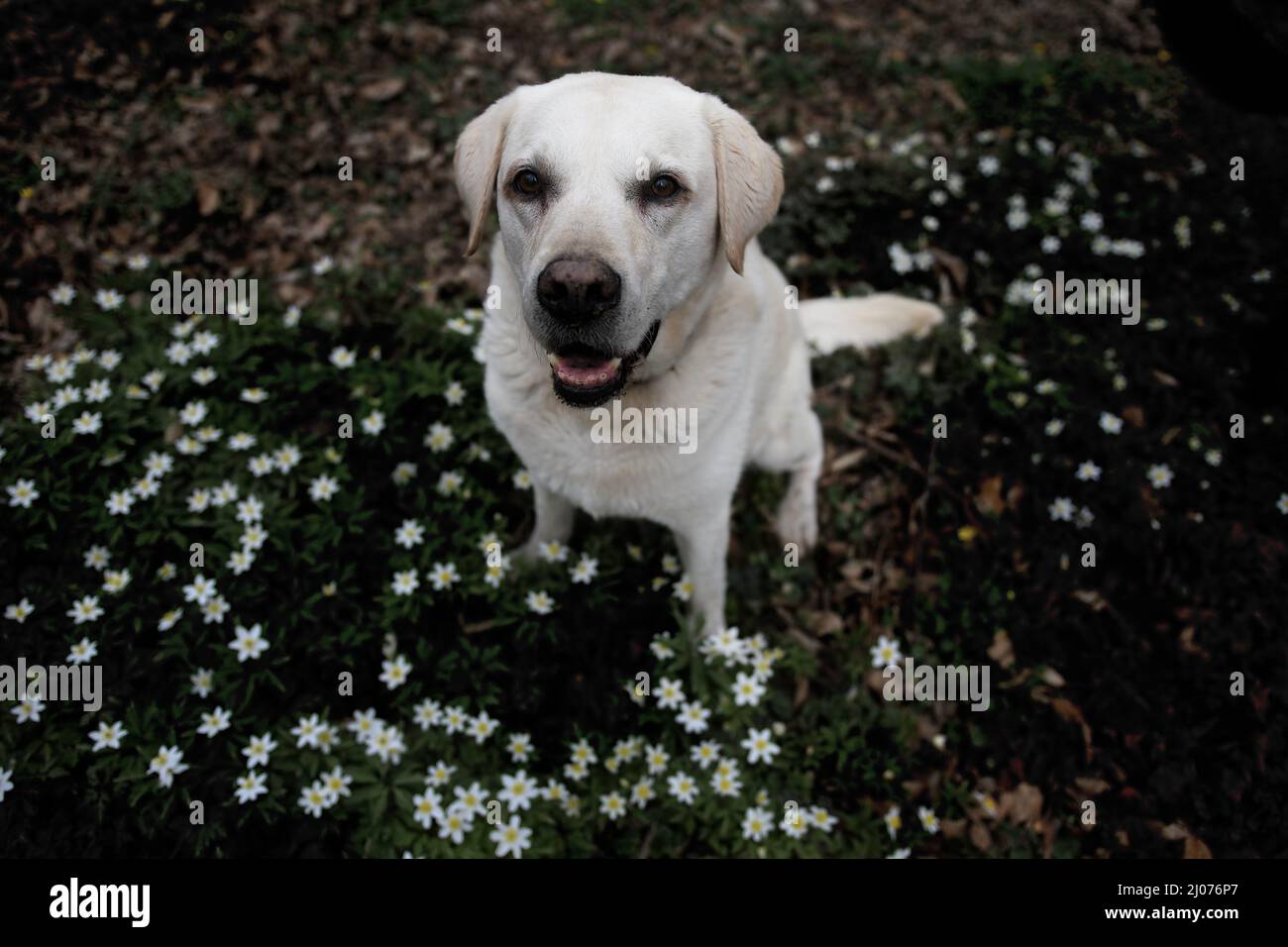 Cute Sitting yellow labrador on flowers Stock Photo - Alamy