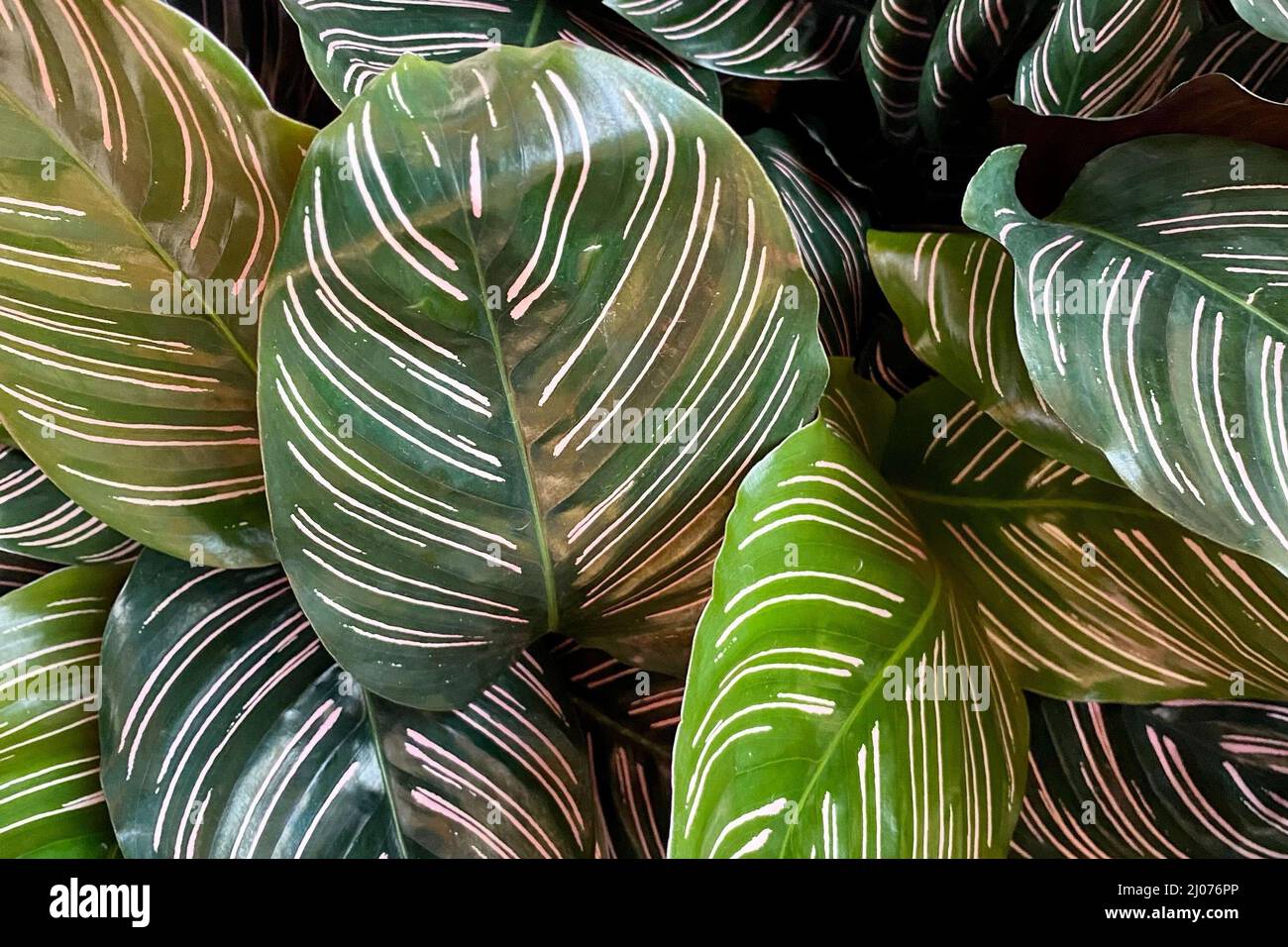Lush growing green Calathea Sanderiana (pinstripe, Calathea Ornata ...