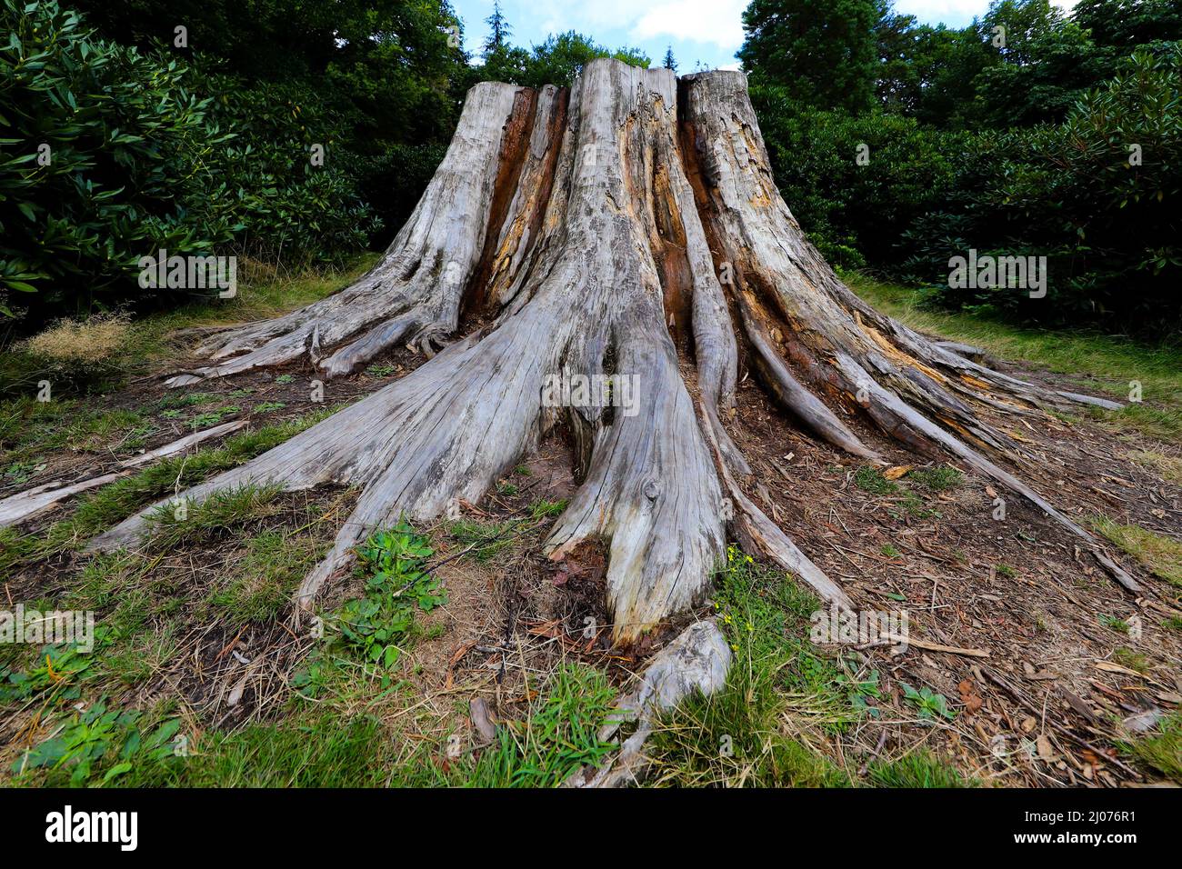 Old tree trunk base with roots Stock Photo - Alamy