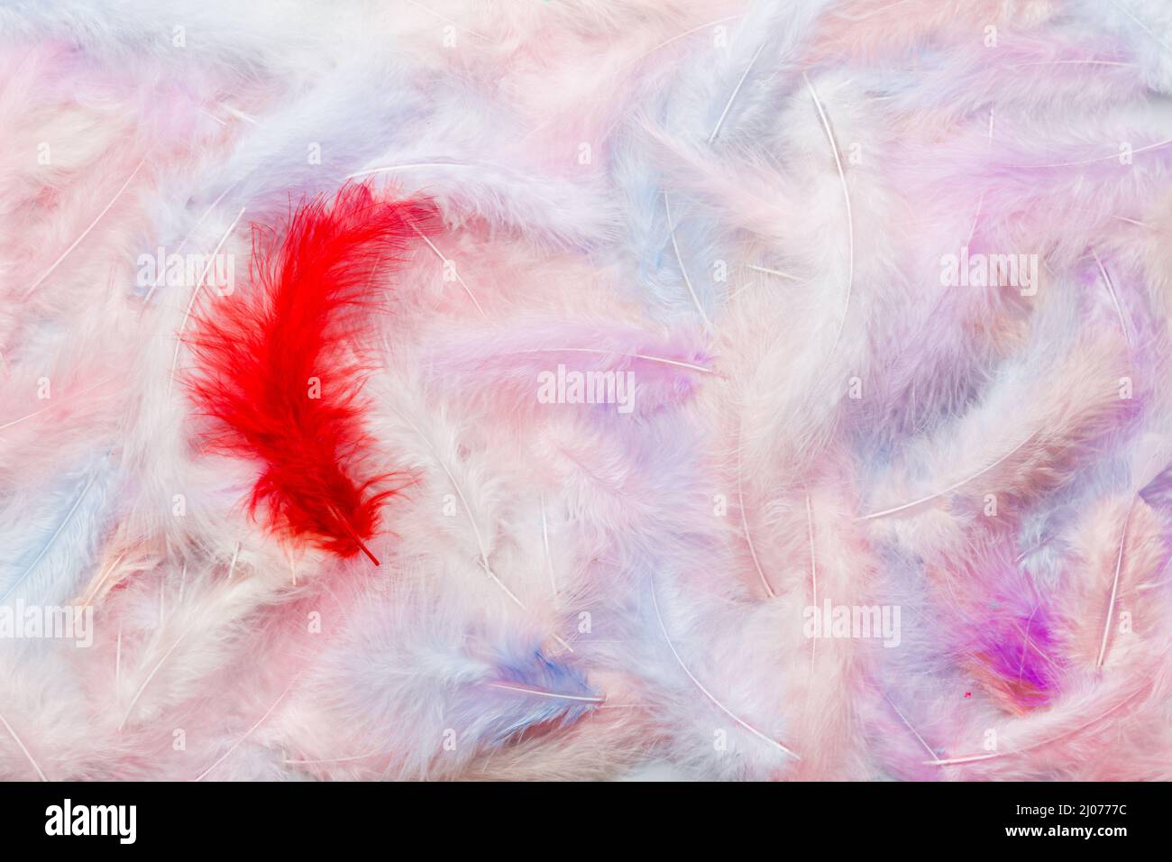 Close up to bright colorful feathers background. Colored feather ...
