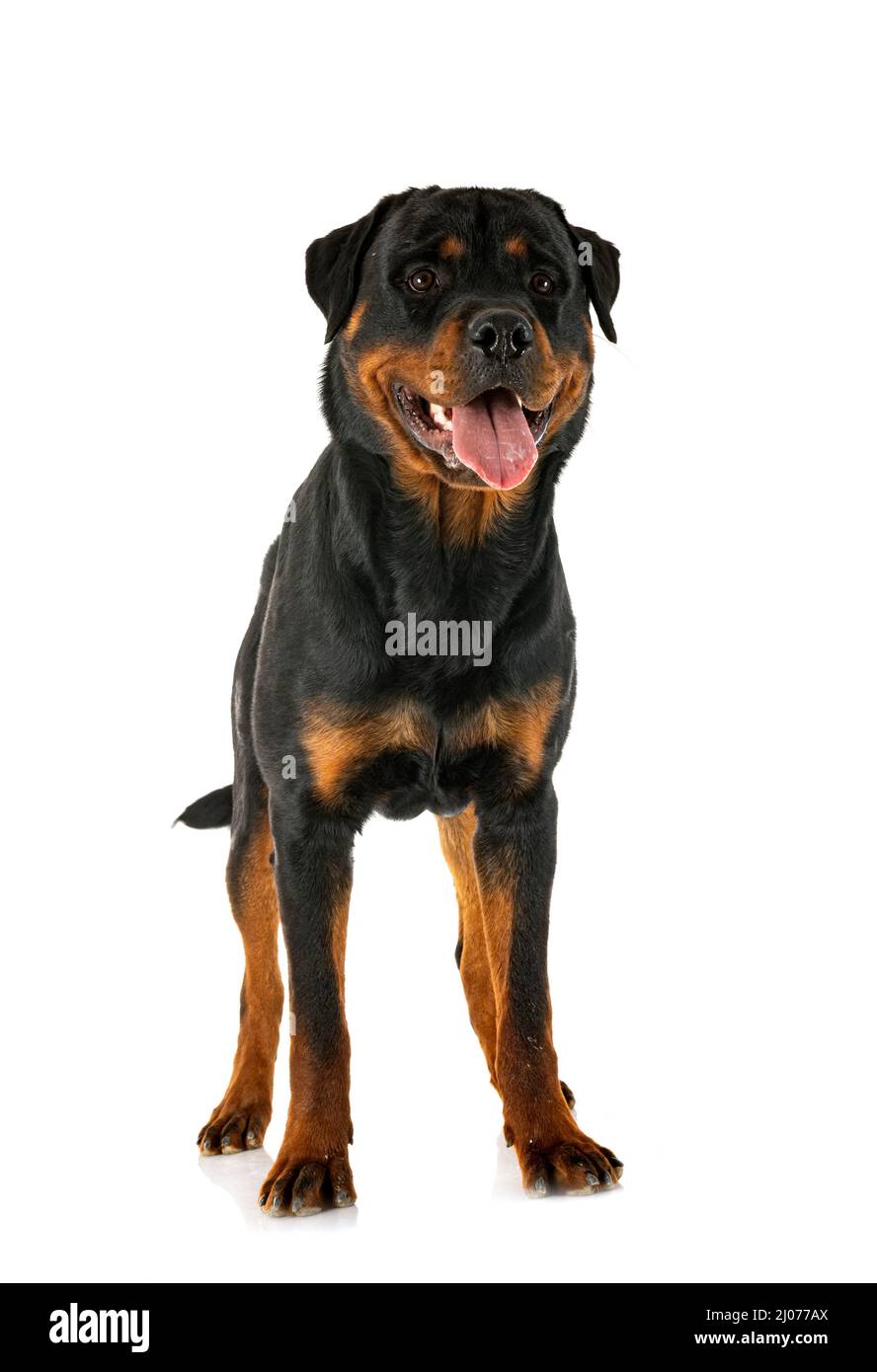 purebred rottweiler in front of white background Stock Photo - Alamy