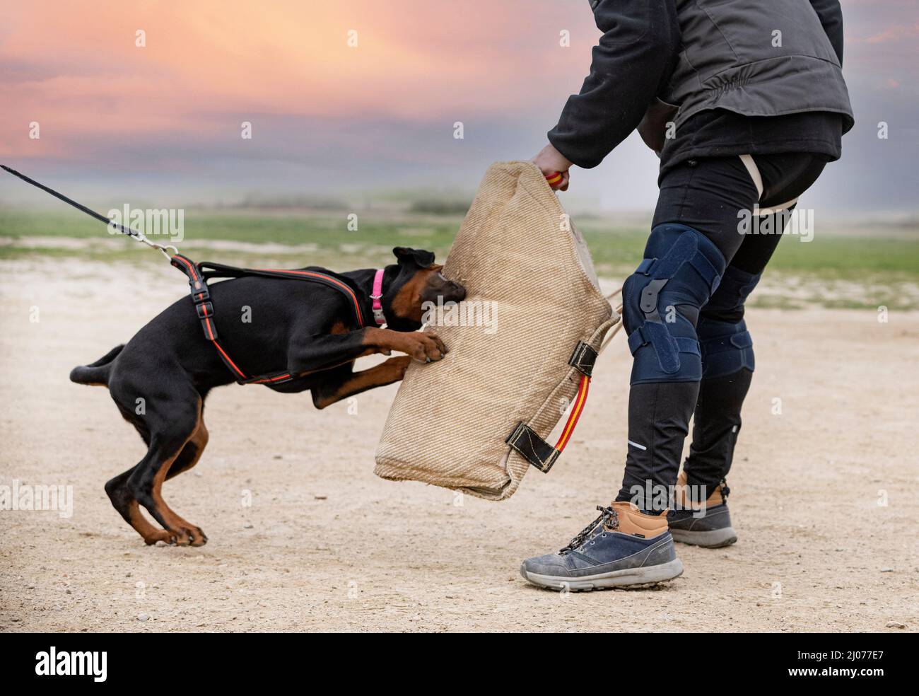 Doberman pinscher police dog hi-res stock photography and images - Alamy