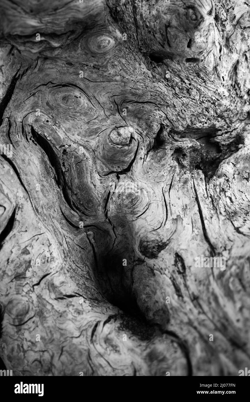 Photo in grayscale of old dead tree part Stock Photo - Alamy