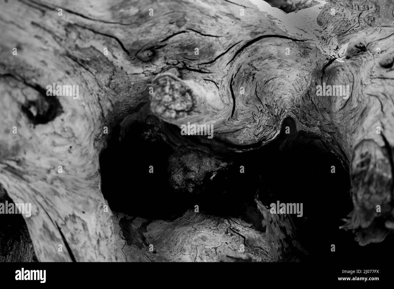 Photo in grayscale of old dead tree part Stock Photo - Alamy