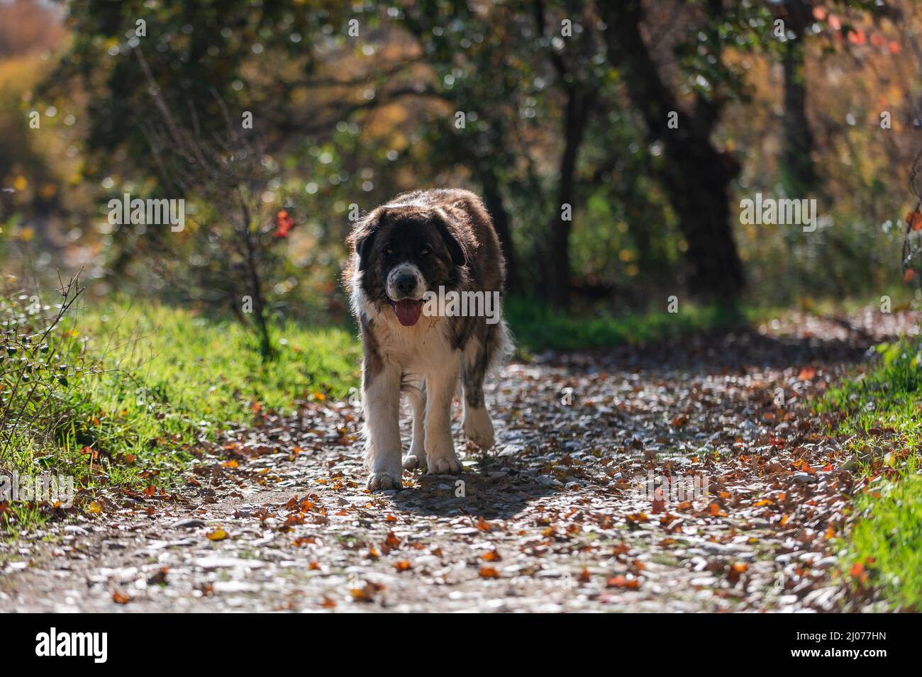 Moscow watchdog, dog walking in a sunny day in the forest. Spain Stock ...