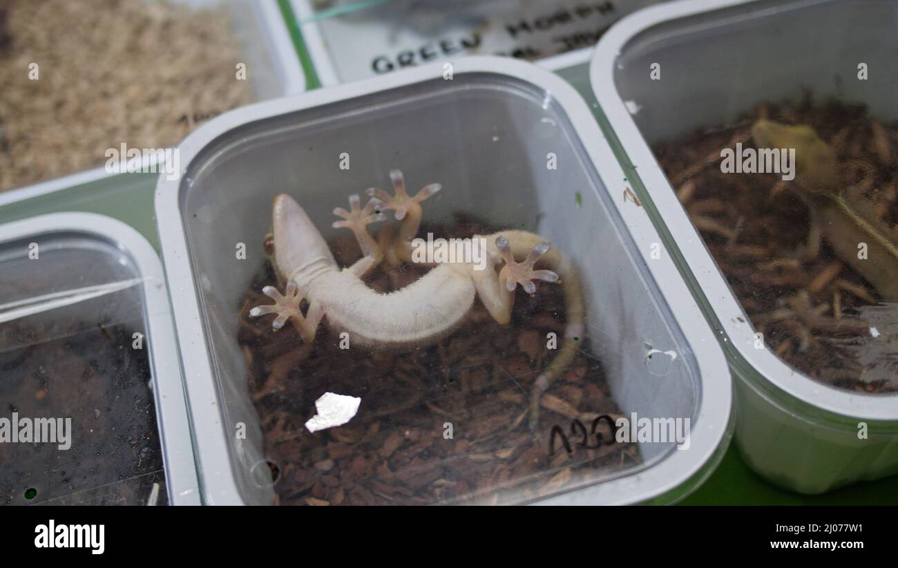 Scorpion fish larva hi-res stock photography and images - Alamy