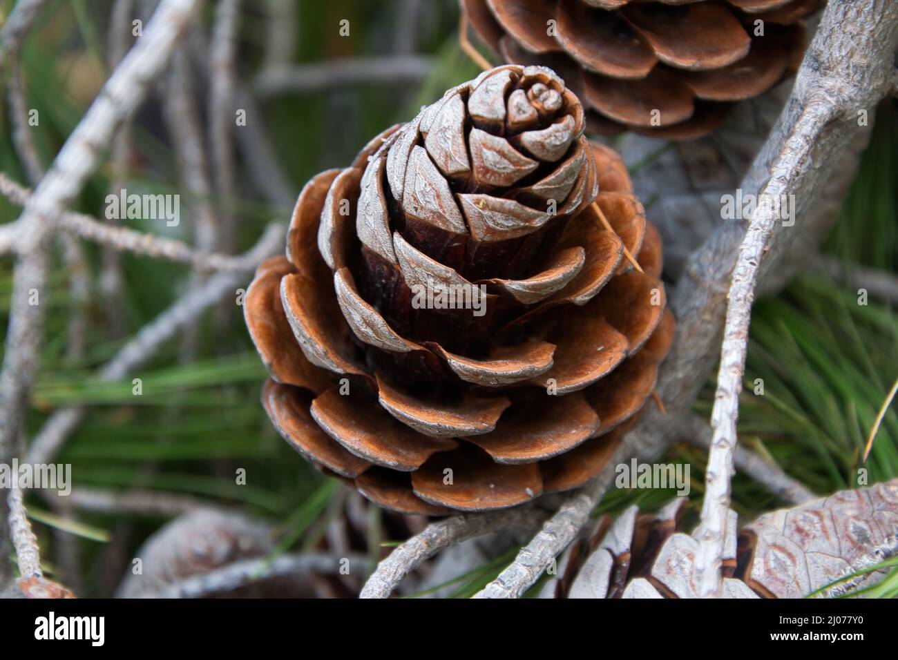 pine cones from pine tree, Greece Stock Photo - Alamy