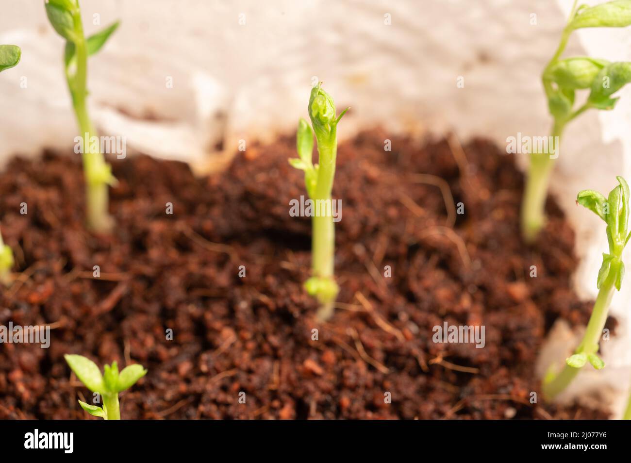 Tomato Sprout Culture Stock Photo - Alamy