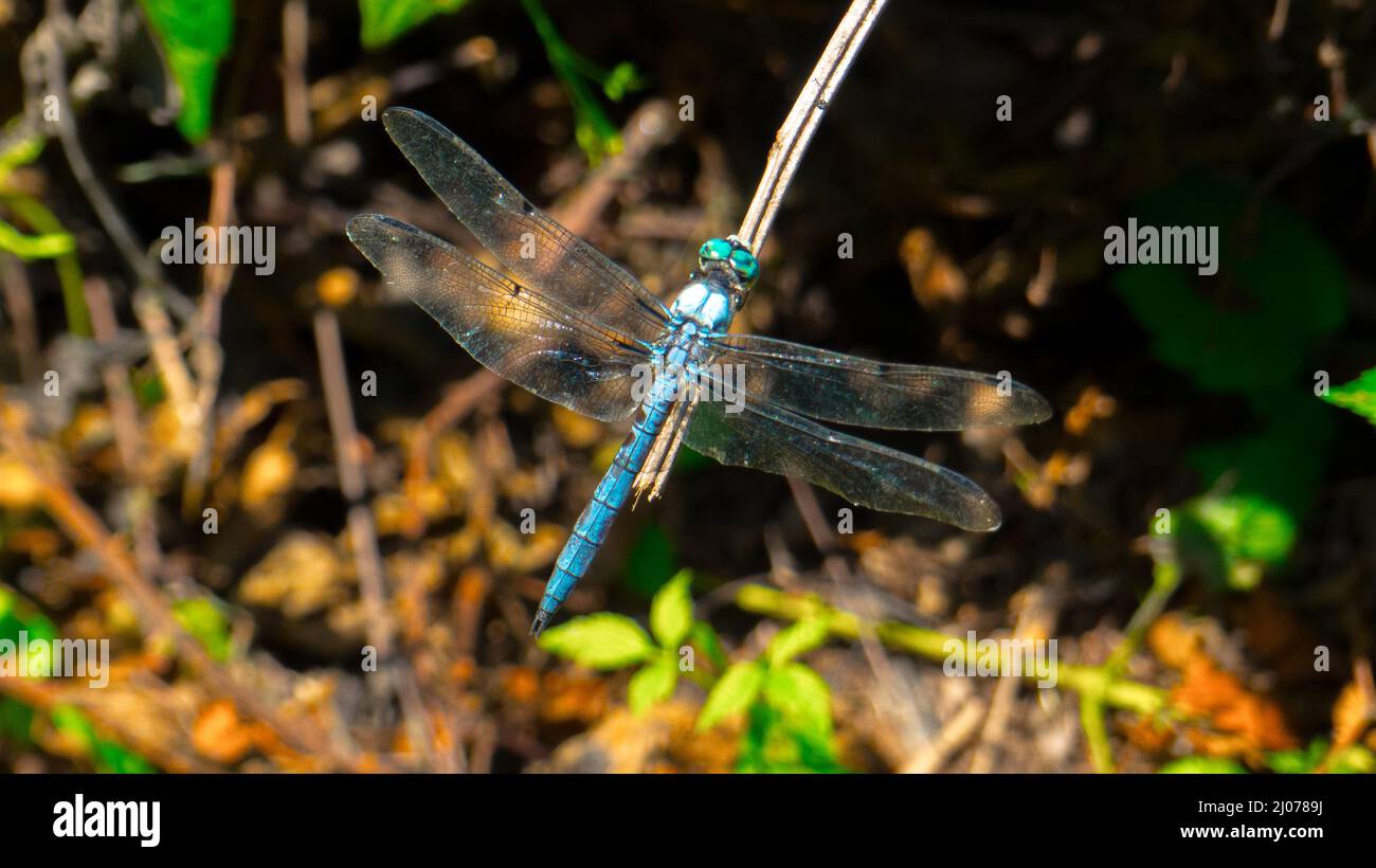 Beautiful Dragonfly Balance Stock Photo - Alamy