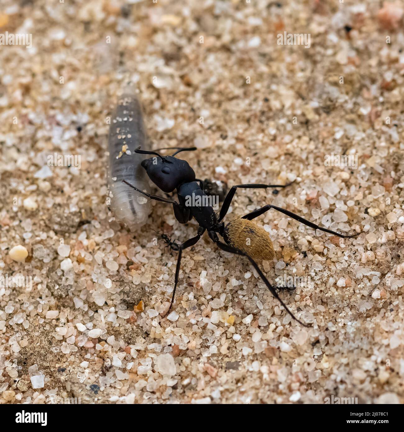 Namibian ant eating a worm Stock Photo - Alamy