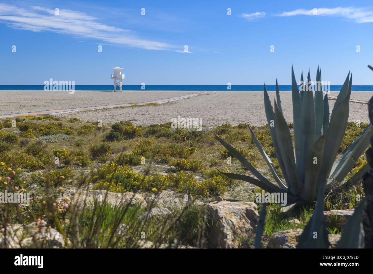 Cactus and Wildflowers on beach Stock Photo - Alamy