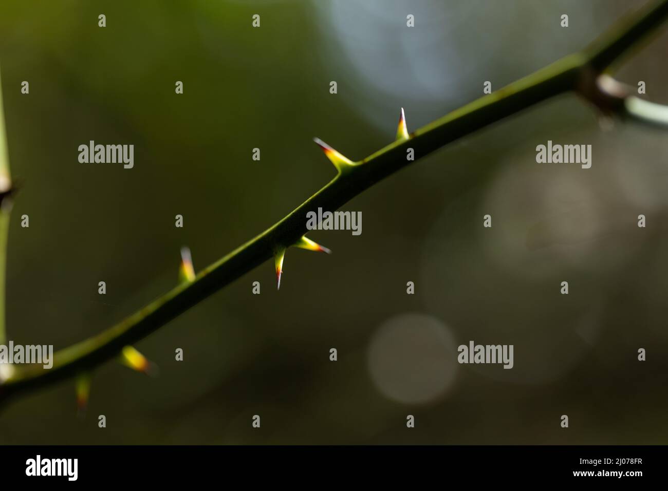 Nature's Prickly Thorns Stock Photo - Alamy