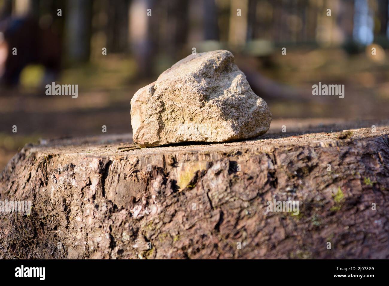 Stone on sawed off tree, tree stump in forest Stock Photo - Alamy
