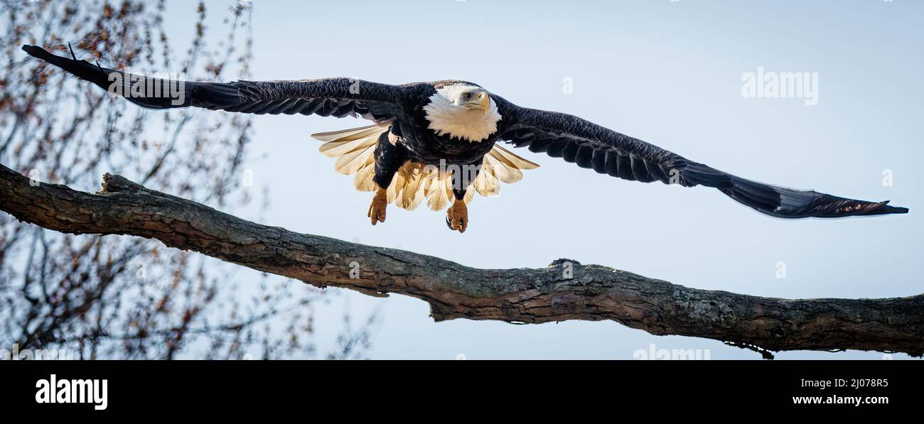 Big eagle flying over the tree branch with clear sky in background ...