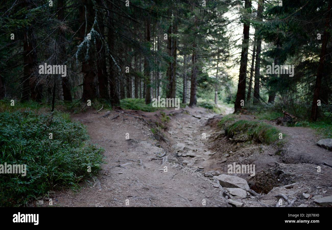 a dirt path in a forest in the mountain Stock Photo - Alamy