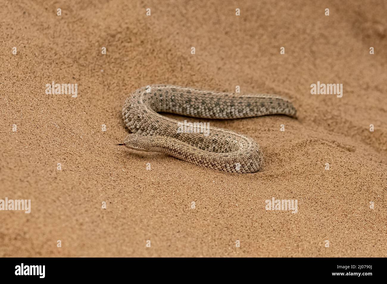 Desert horn viper hi-res stock photography and images - Alamy