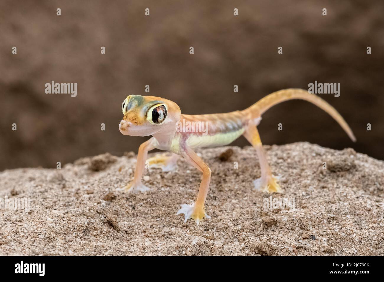 A Namib sand gecko, lizard Stock Photo - Alamy