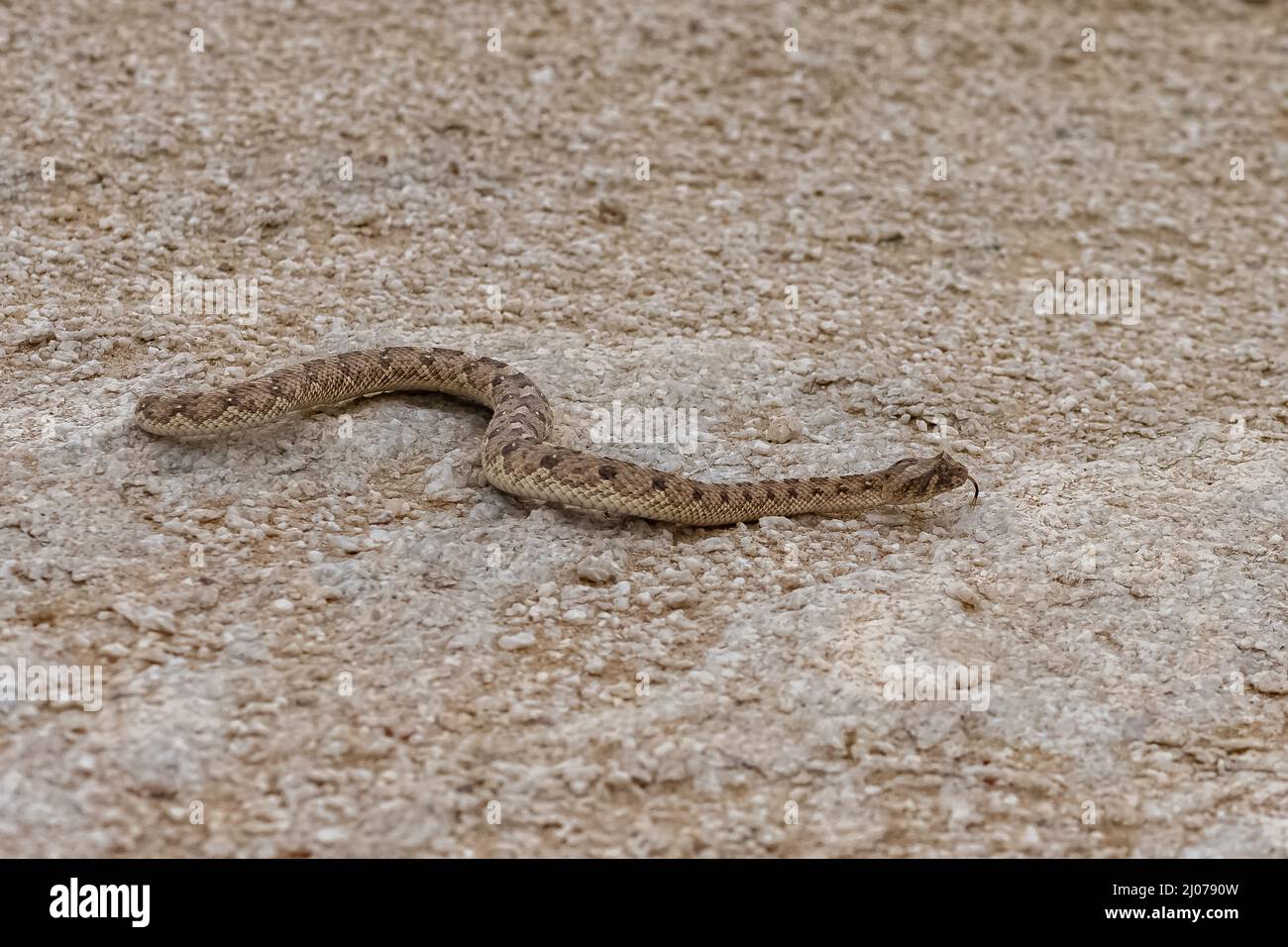 Saharan horned viper, Cerastes cerastes, snake Stock Photo - Alamy