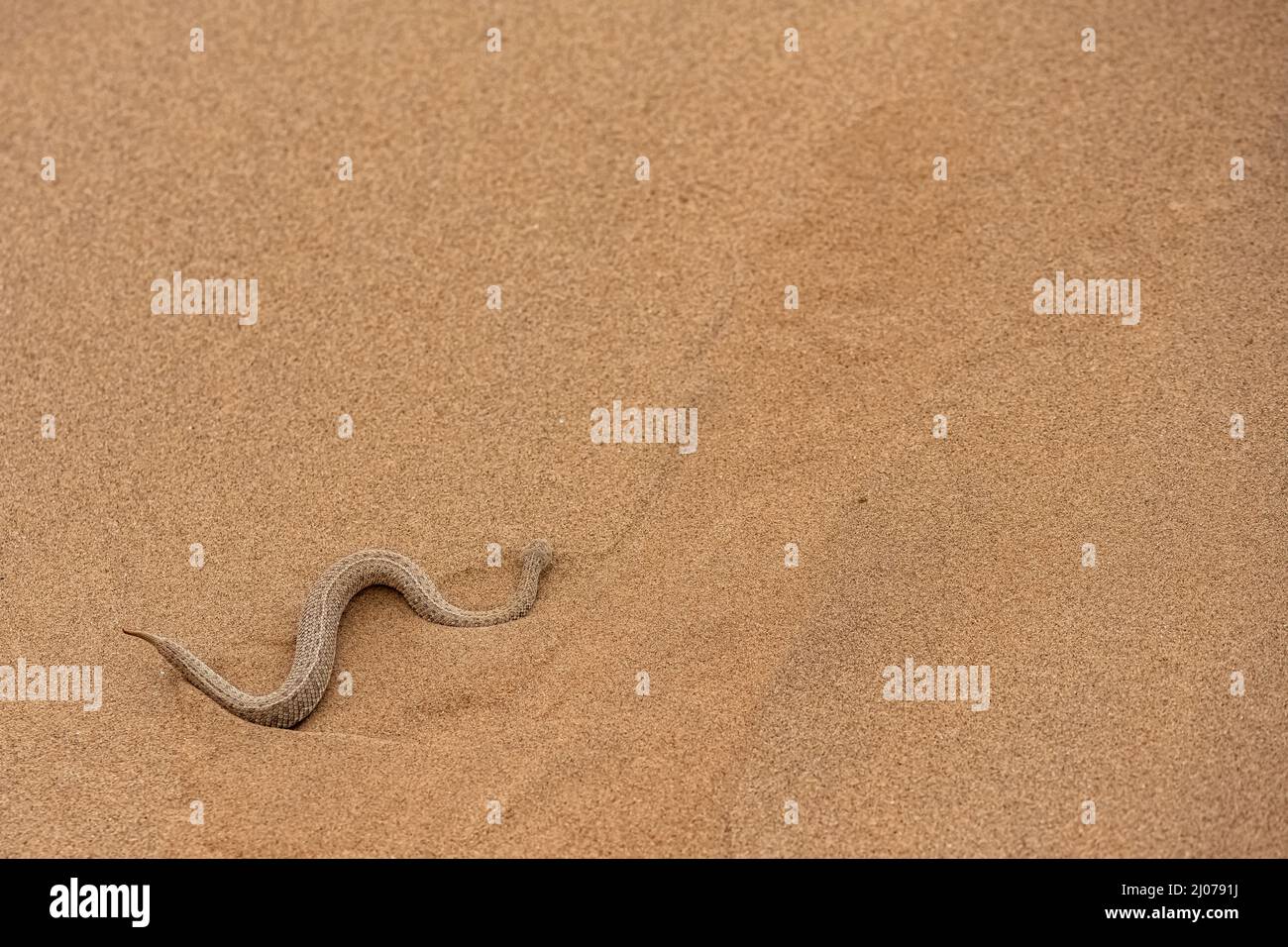 Saharan horned viper, snake in the sand Stock Photo - Alamy