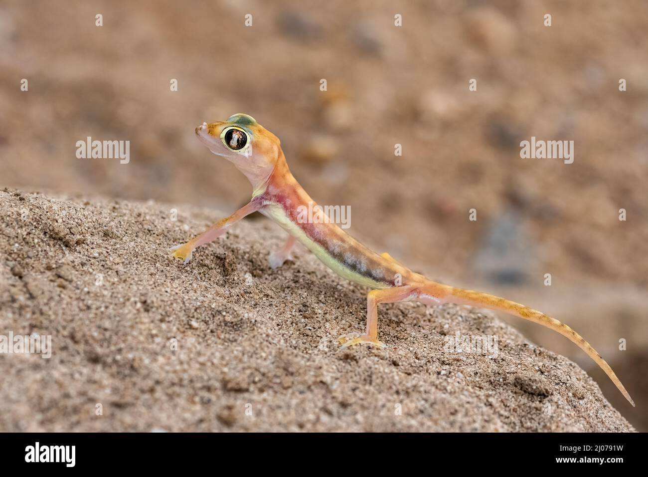 A Namib sand gecko, lizard Stock Photo - Alamy