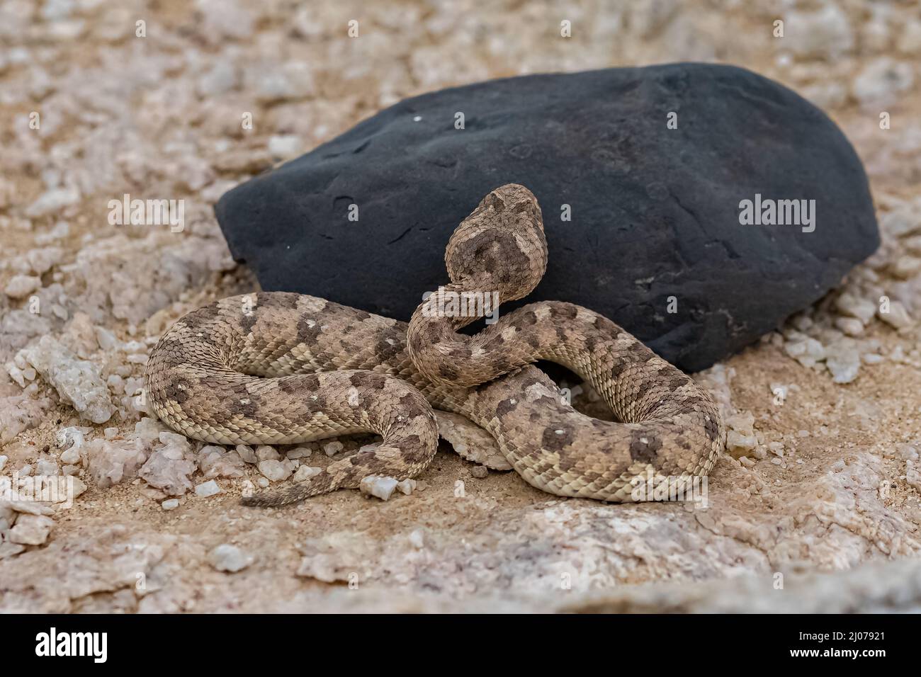 Saharan horned viper, Cerastes cerastes, snake Stock Photo - Alamy