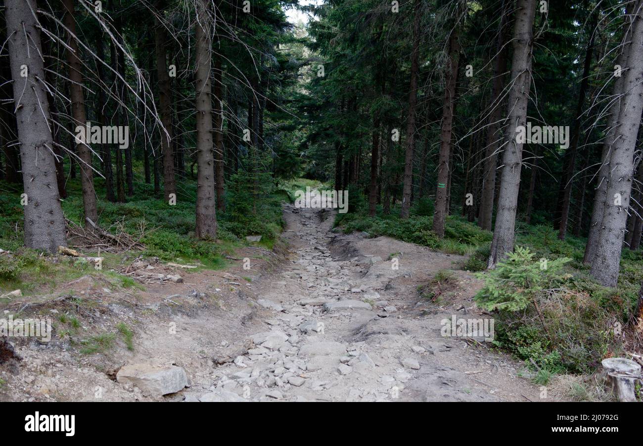 a dirt path in a forest in the mountain Stock Photo - Alamy