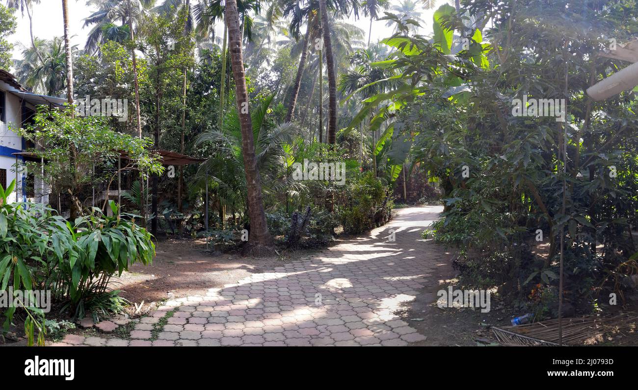 Village road through Coconut tree plantation at Revdanda near Alibag ...