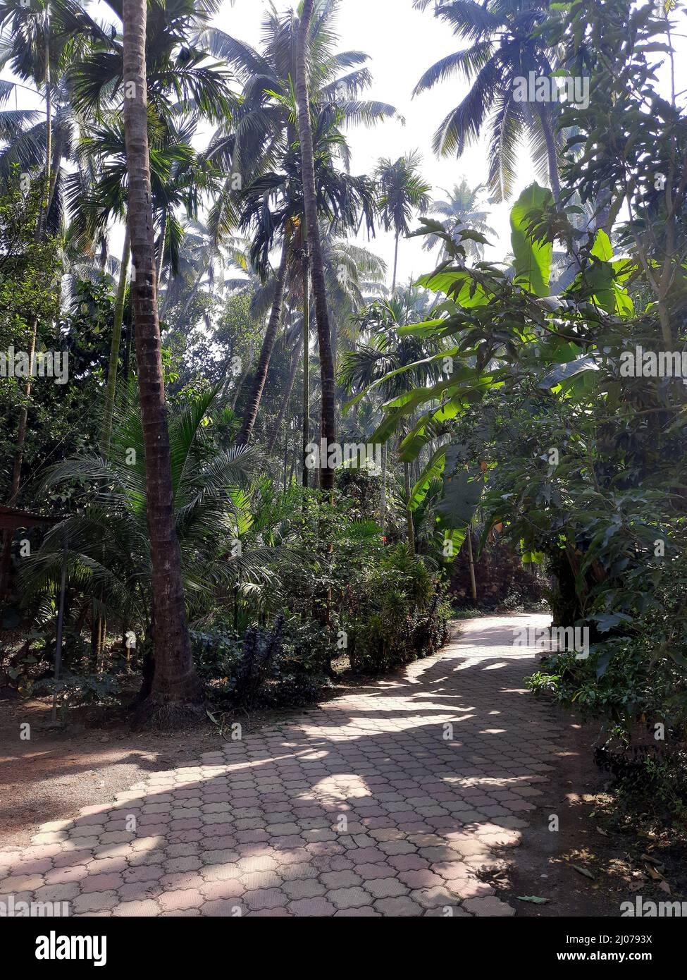 Coconut tree plantation hi-res stock photography and images - Alamy