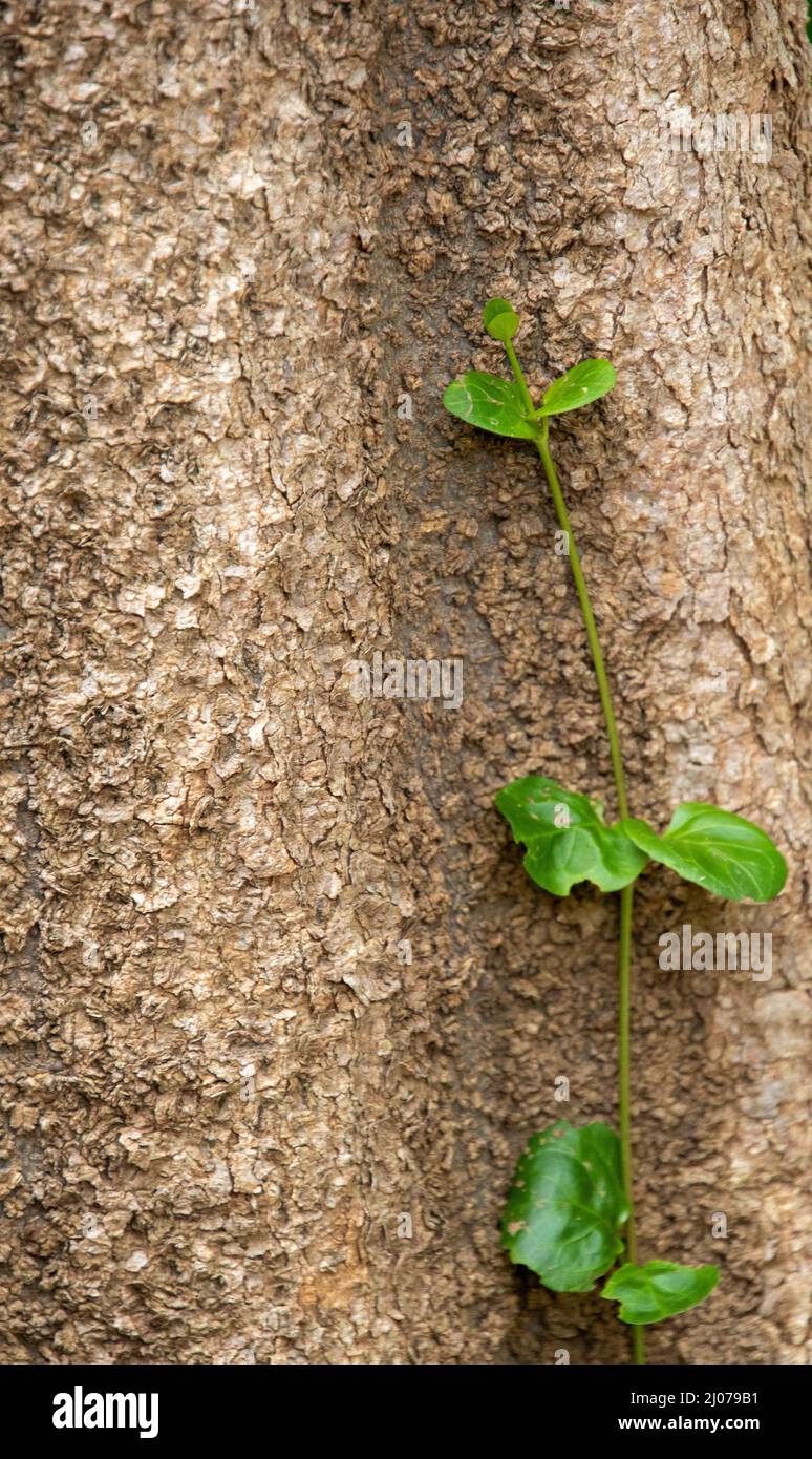 A green creeper plant grows up the side of a tree trunk Stock Photo - Alamy