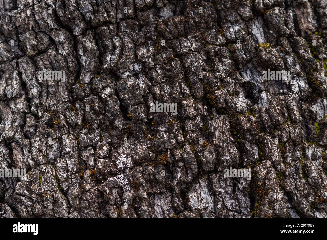 Holm oak bark hi-res stock photography and images - Alamy