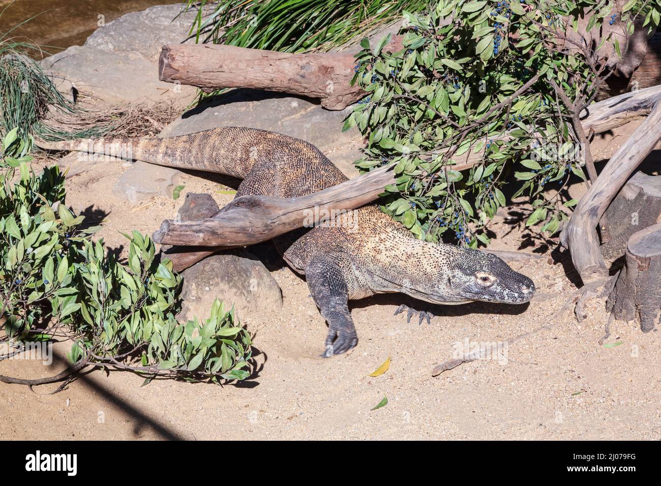 Under a log hi-res stock photography and images - Alamy