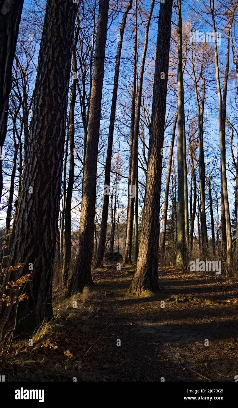 Tall old tree hi-res stock photography and images - Alamy