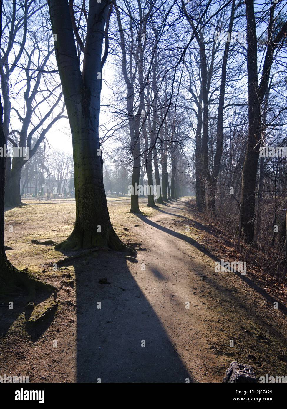morning park tree shadow vibe Stock Photo - Alamy