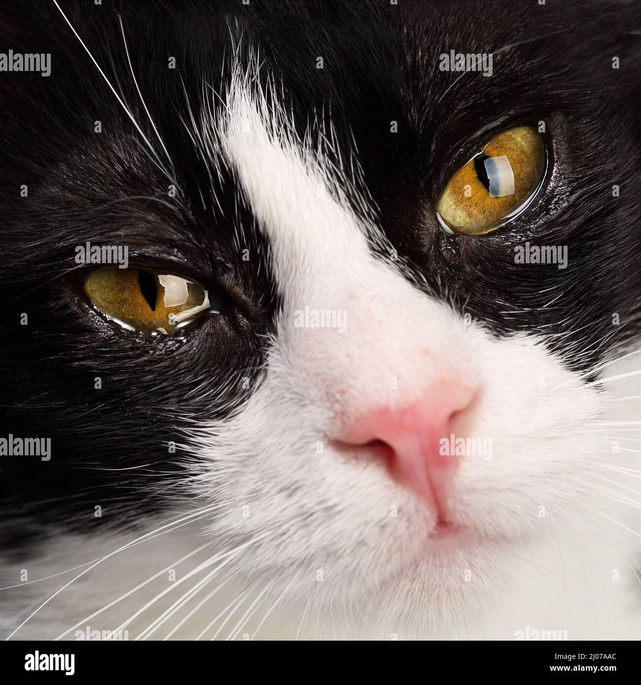 Black Cat With Amber Eyes